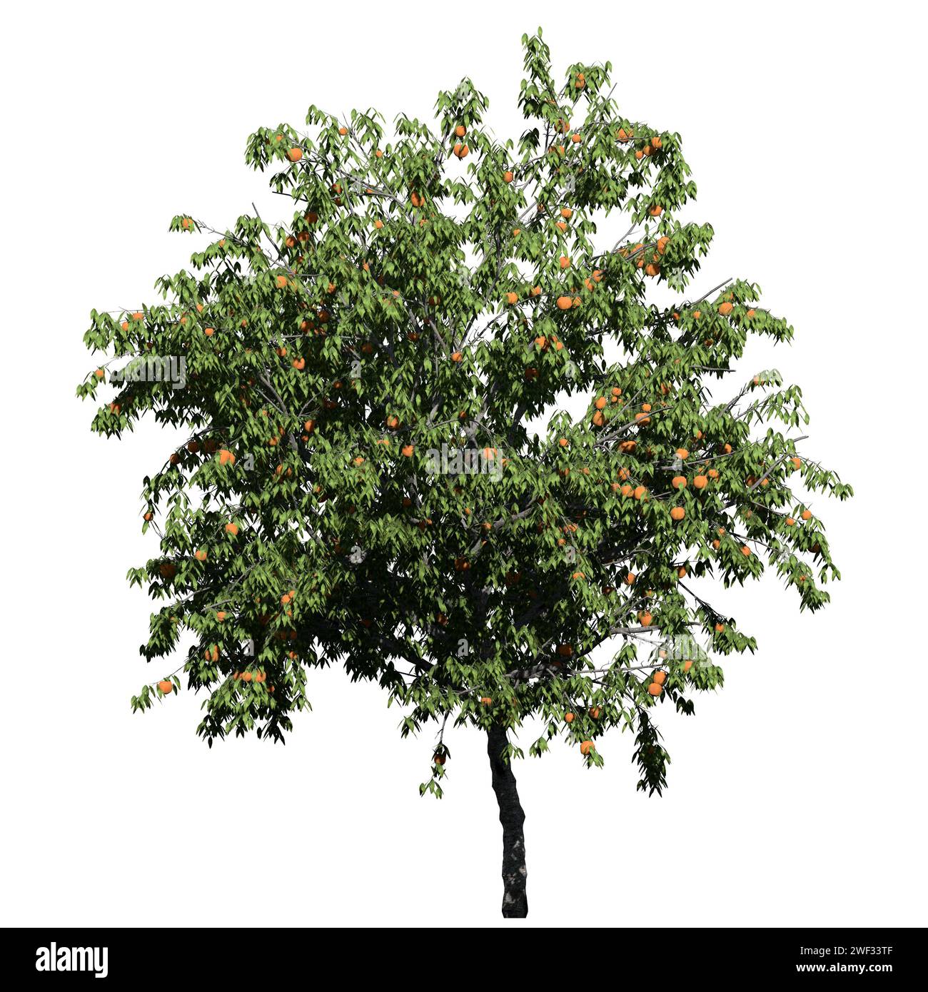 A Peach Tree front view isolated on white background Stock Photo - Alamy