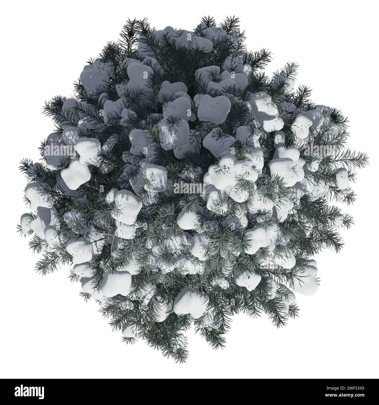 A Blue Spruce snow covered Tree top view isolated on white background ...
