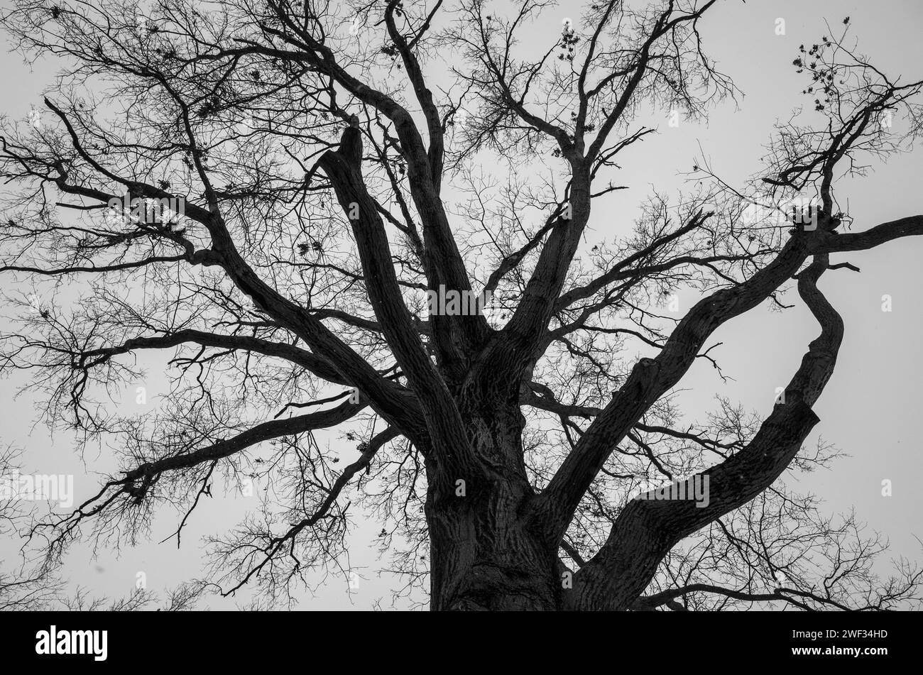 Leafless Tree Clipart Black And White