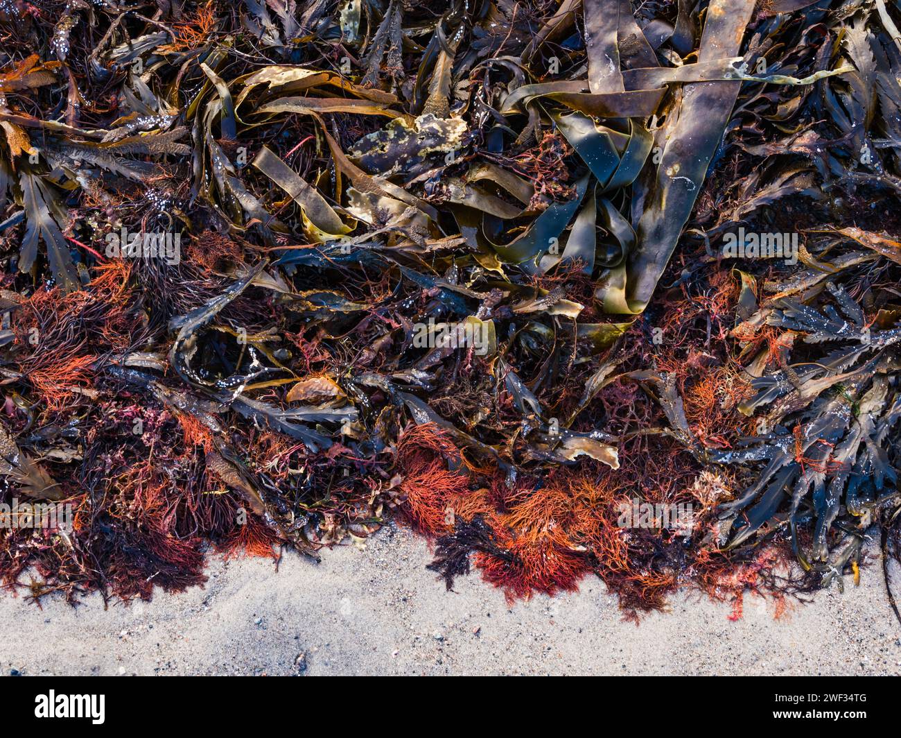 A variety of colorful seaweed and marine plants are scattered across a ...