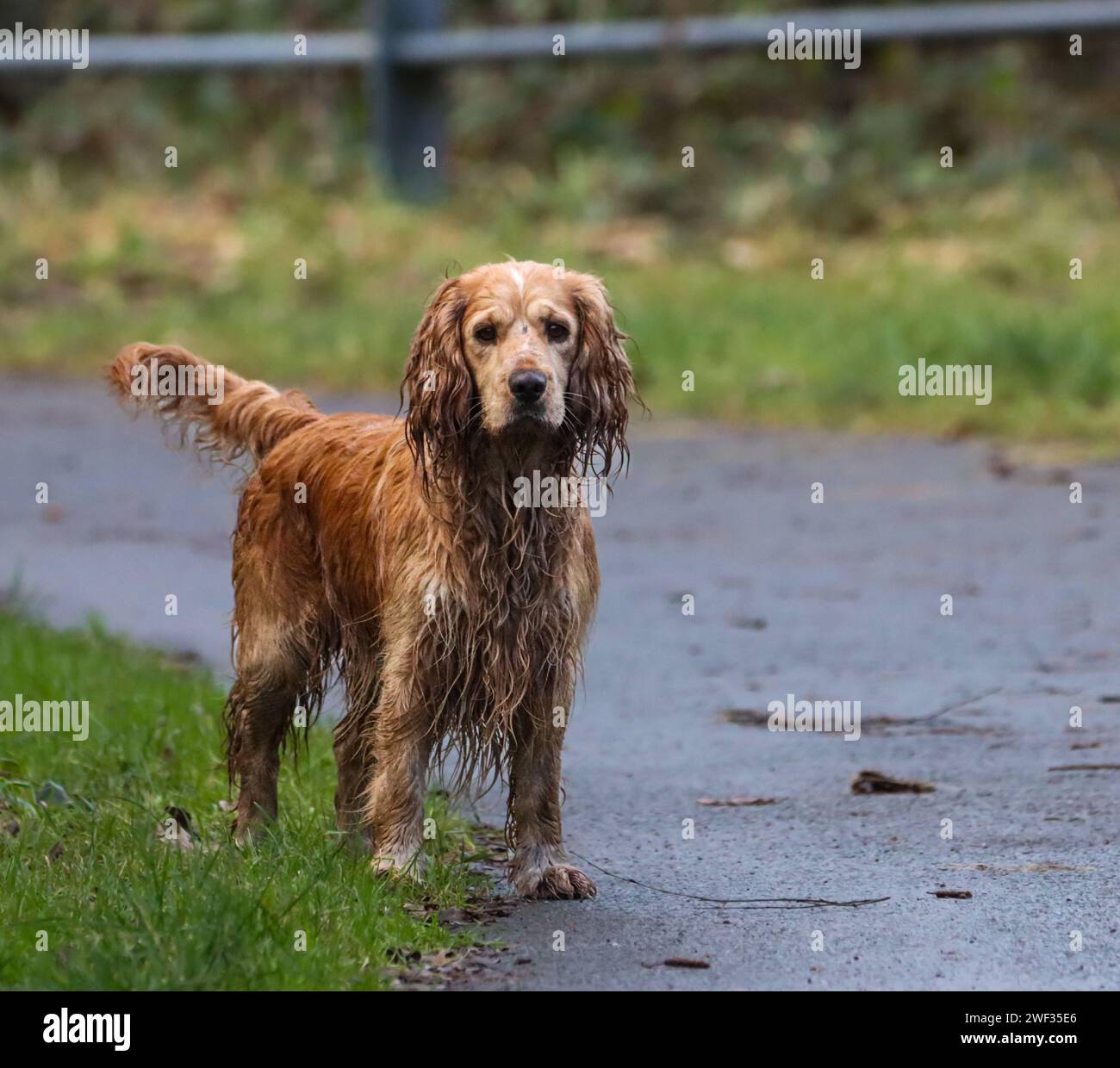 Animal under rain hi-res stock photography and images - Alamy