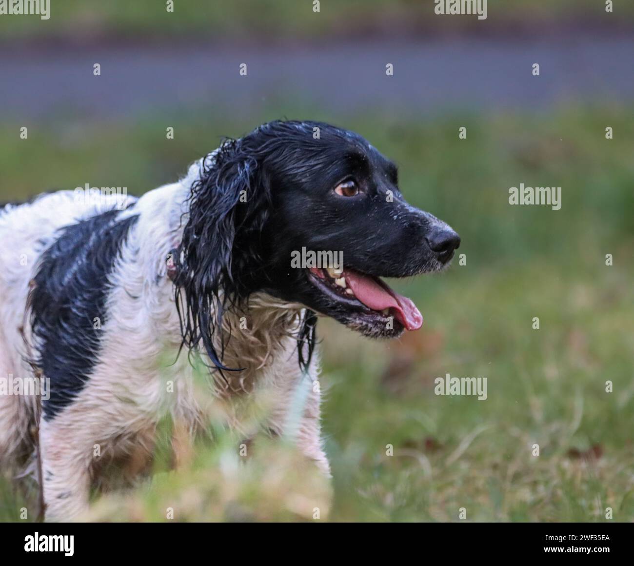 A cute wet dog happily smiling on the blurry background Stock Photo - Alamy