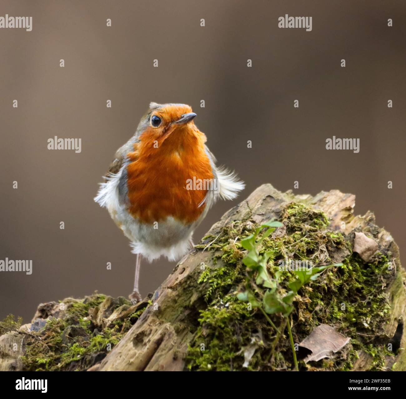 An adorable small robin bird resting on the mossy surface on the blurry ...