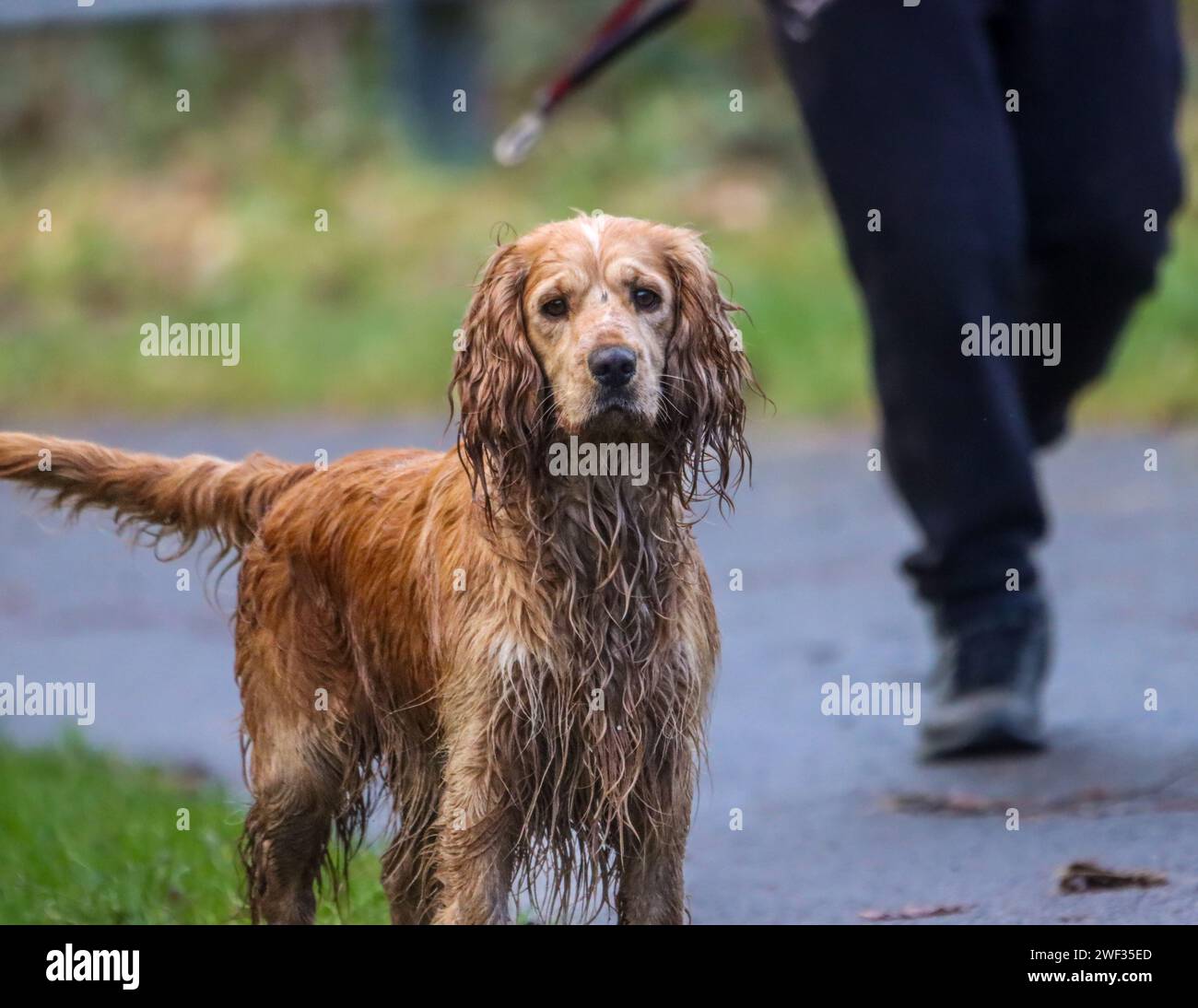 A wet cute Spaniel dog standing under the rain Stock Photo - Alamy