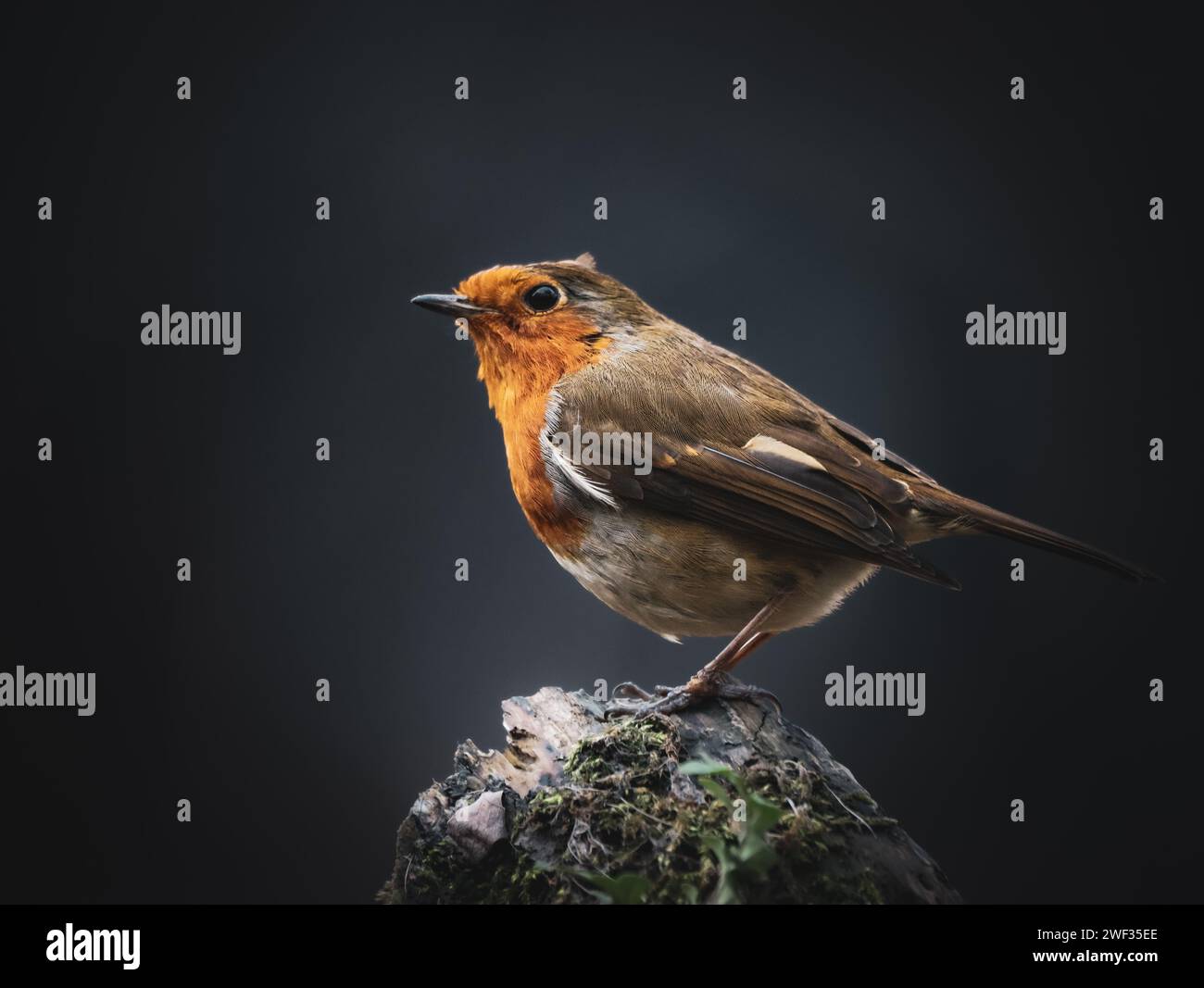 An adorable small robin bird resting on the mossy surface on the blurry ...