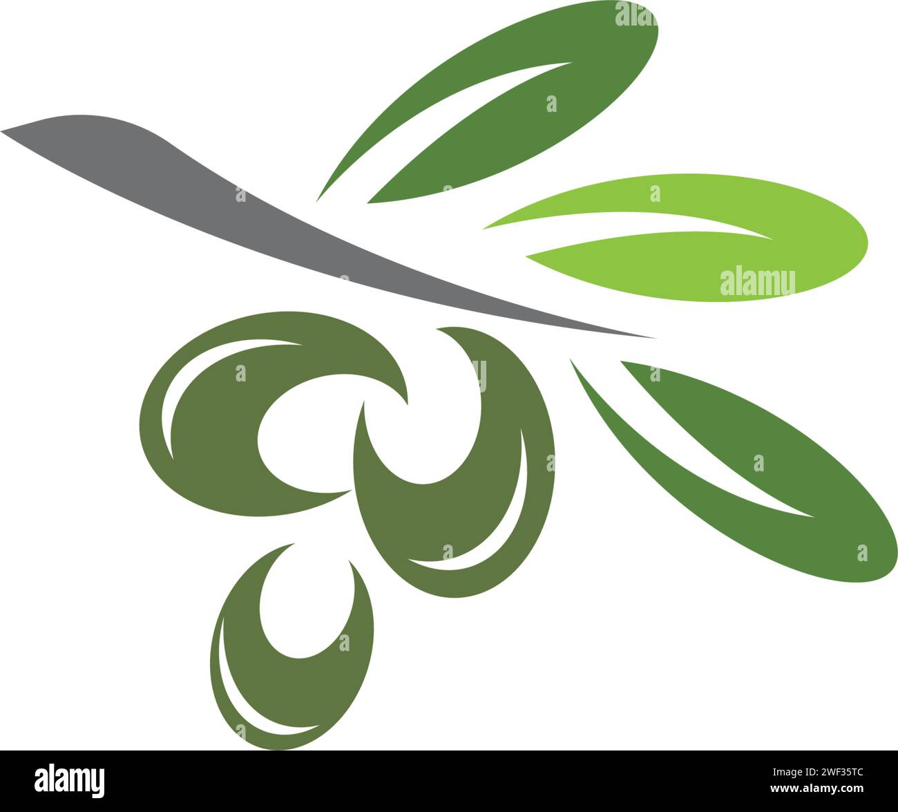Olive vector botanical Stock Vector Images - Alamy