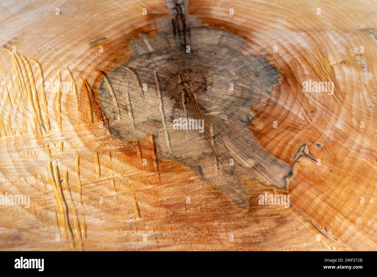 cross section of tree stump Stock Photo - Alamy