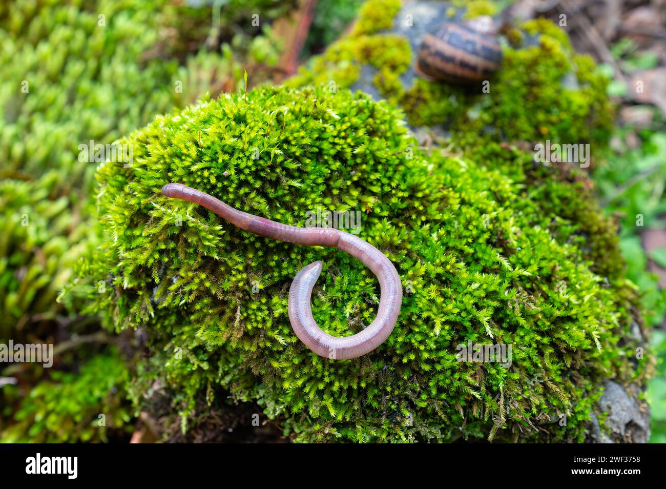 Earthworm burrowing into soil hi-res stock photography and images - Alamy