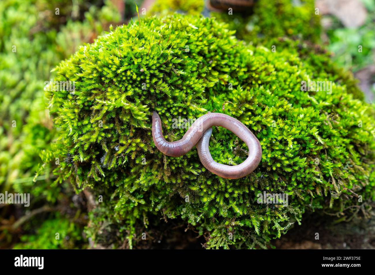 Eisenia hi-res stock photography and images - Alamy