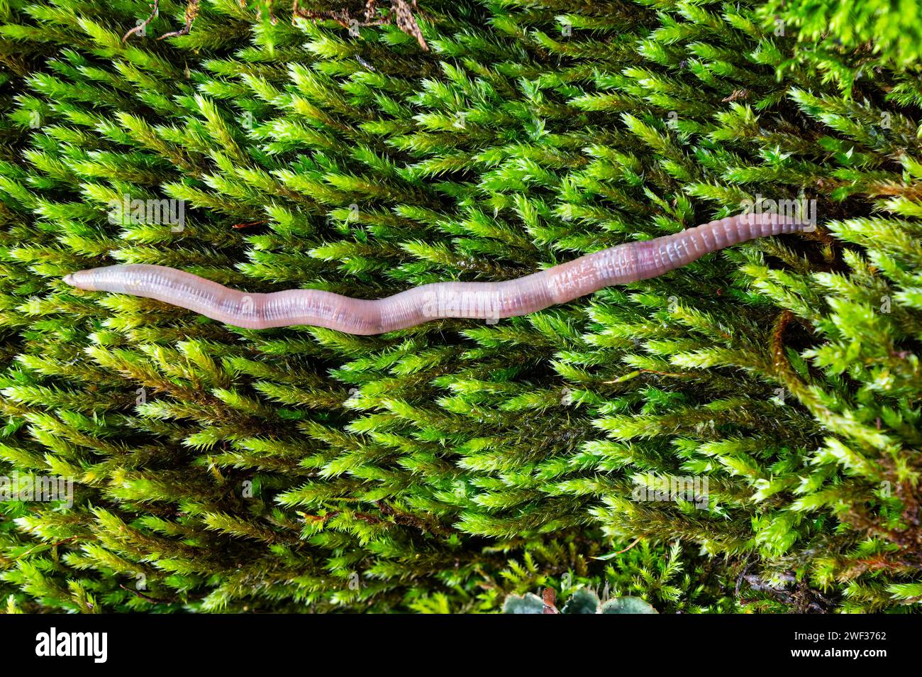 Earthworm burrowing into soil hi-res stock photography and images - Alamy