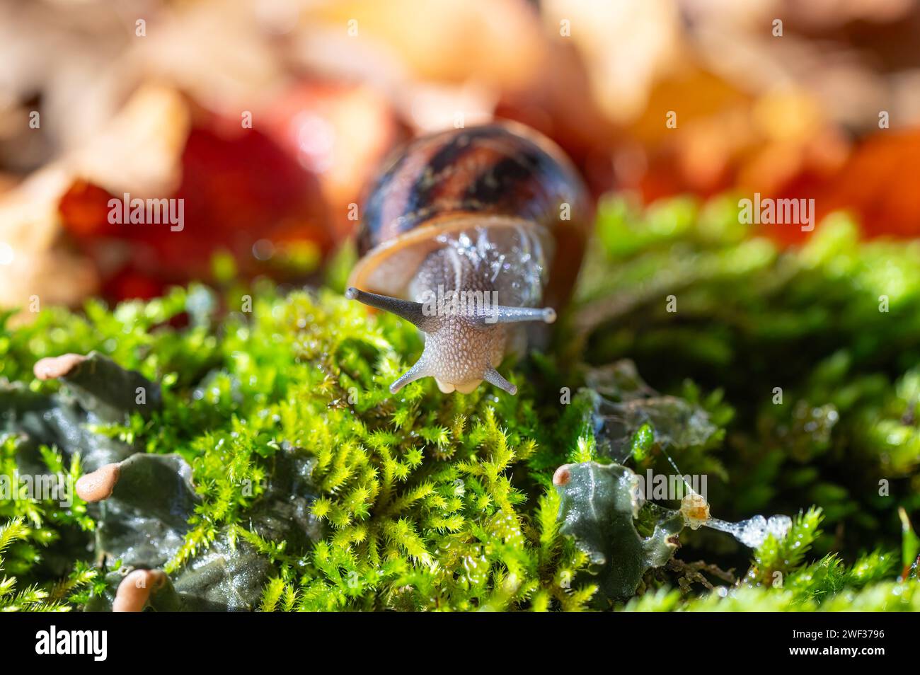 A snail with its antennae sticking out of the moss. Dried yellow and ...