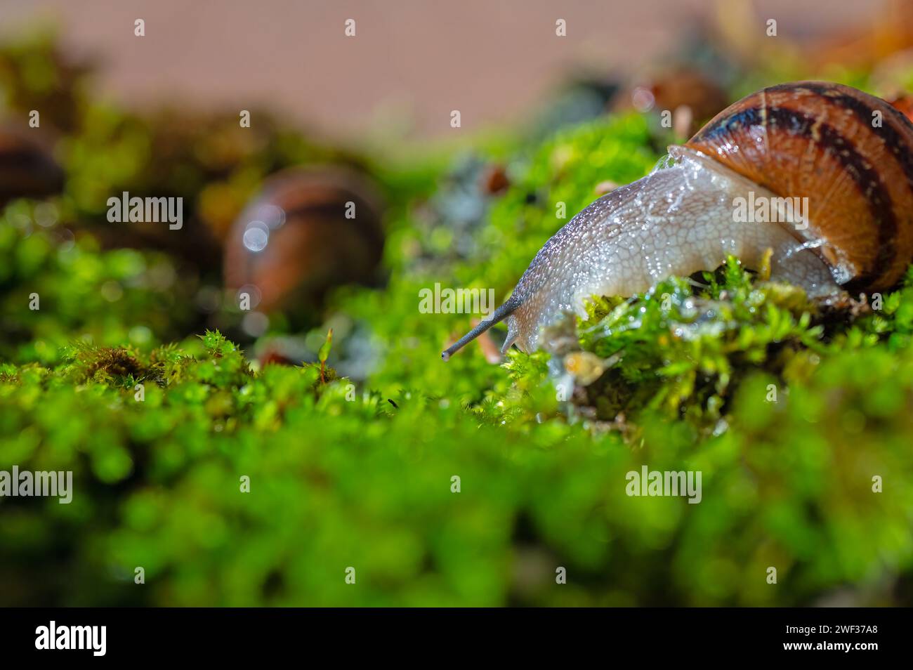 A snail with its antennae sticking out of the moss Stock Photo - Alamy