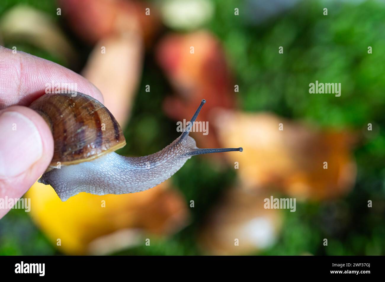 Hand holding snails hi-res stock photography and images - Alamy