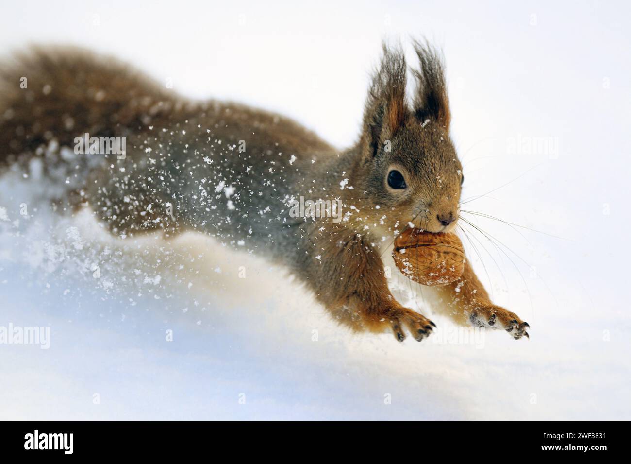 Eurasian red squirrel (Sciurus vulgaris) carrying walnut in the snowy landscape of Telemark ...