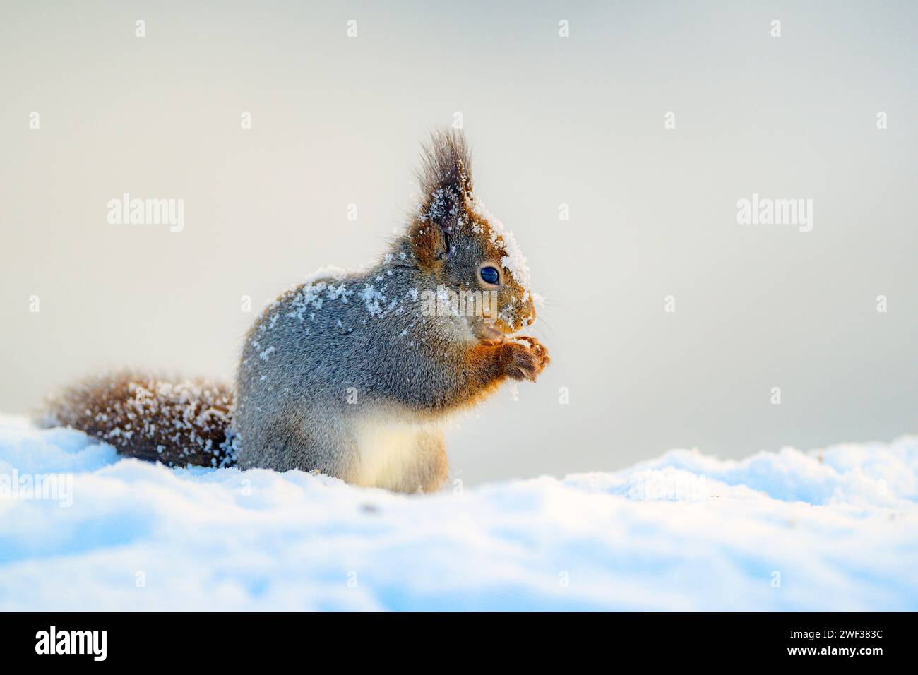 Eurasian red squirrel (Sciurus vulgaris) thrive in the snowy landscape ...