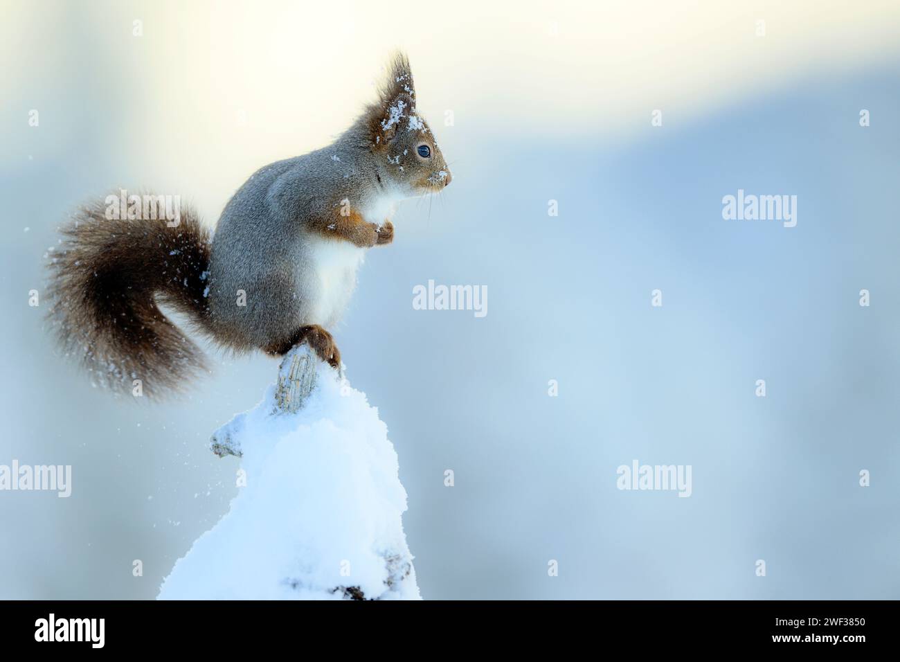Eurasian red squirrel (Sciurus vulgaris) thrive in the snowy landscape ...