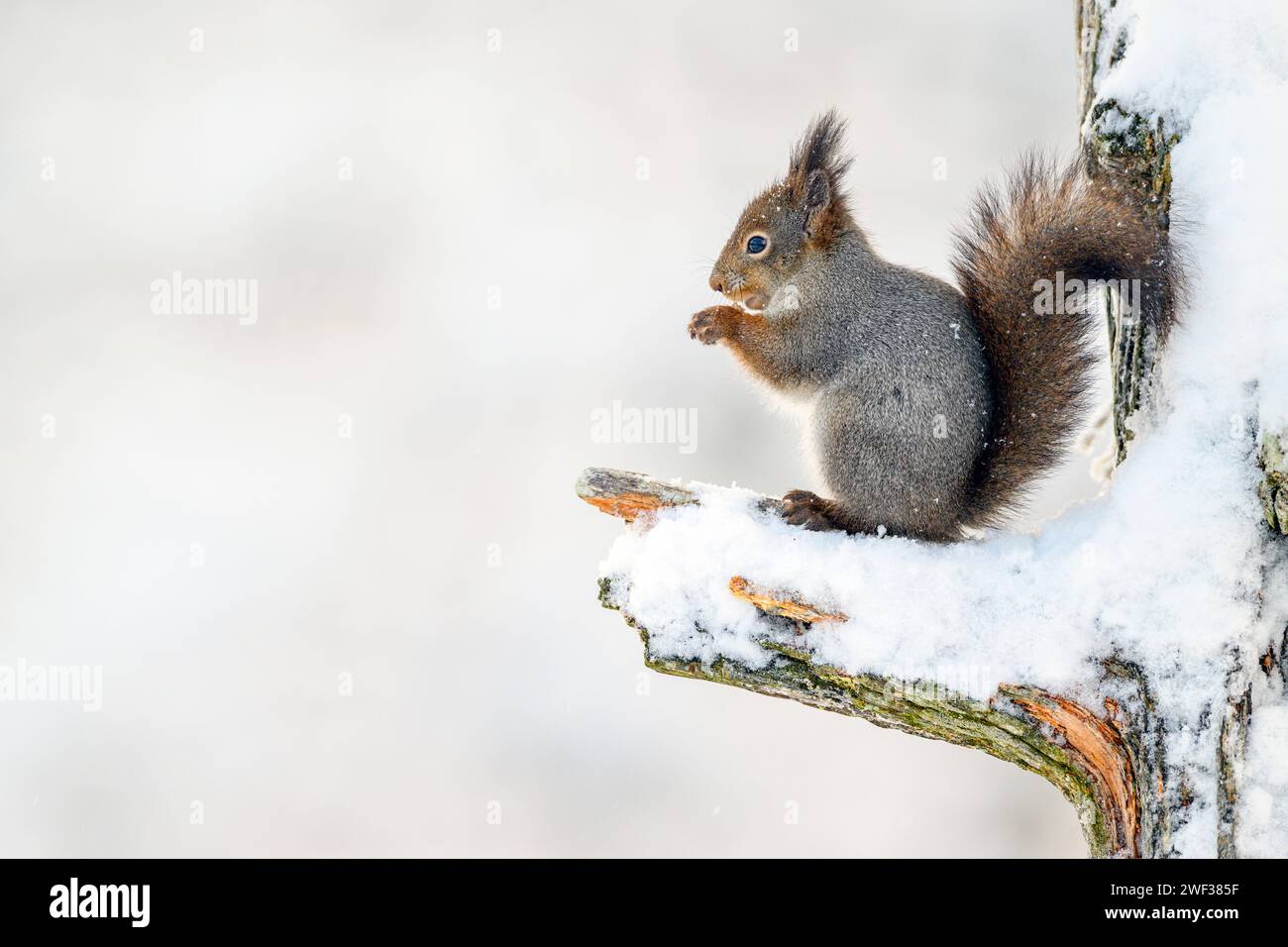 Eurasian red squirrel (Sciurus vulgaris) thrive in the snowy landscape ...