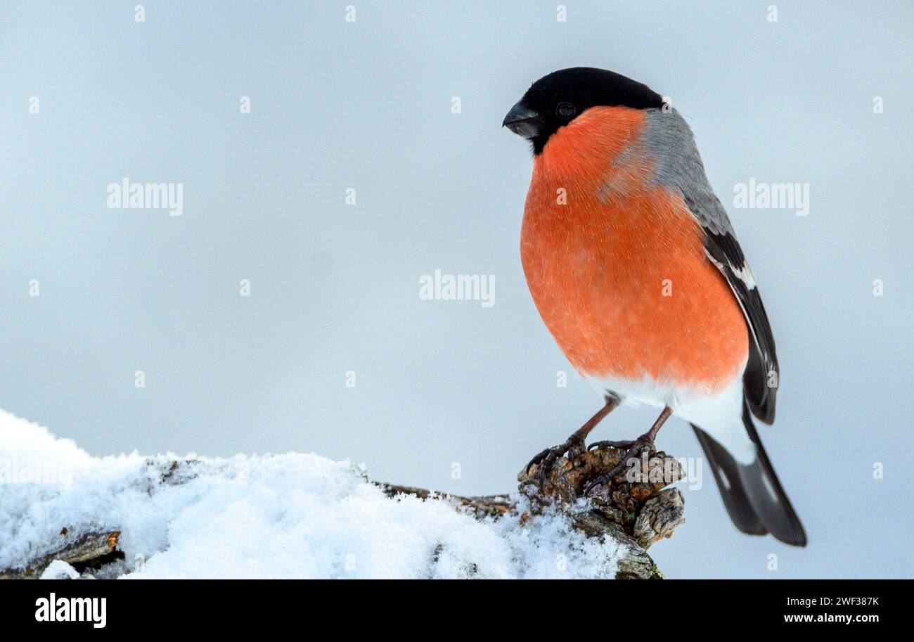 Male bullfinch (Pyrrhula pyrrhula) from Telemark, southern Norway in ...