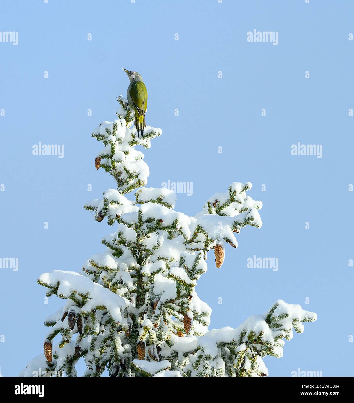 Grey-headed woodpecker (Picus canus canus, male) in the top of a large ...