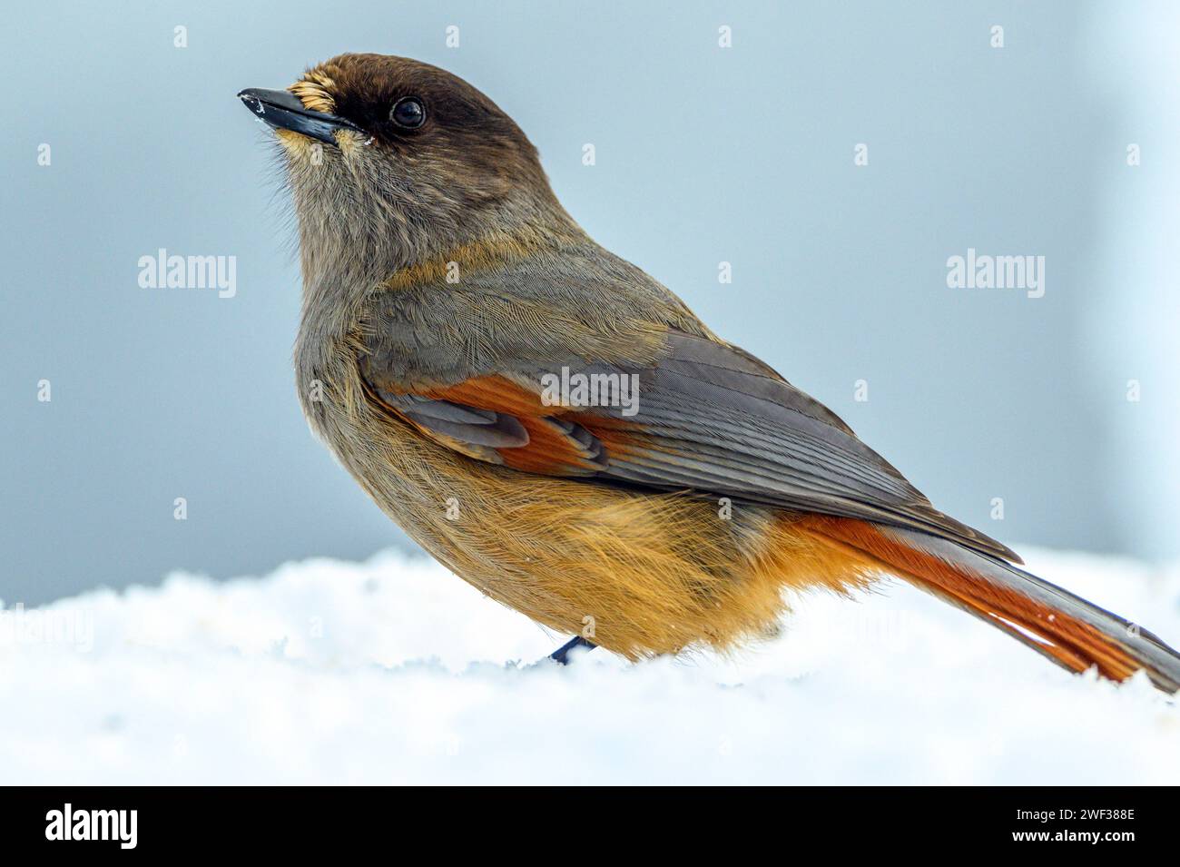 Siberian jay (Perisoreus infaustus) from Telemark, southern Norway in ...