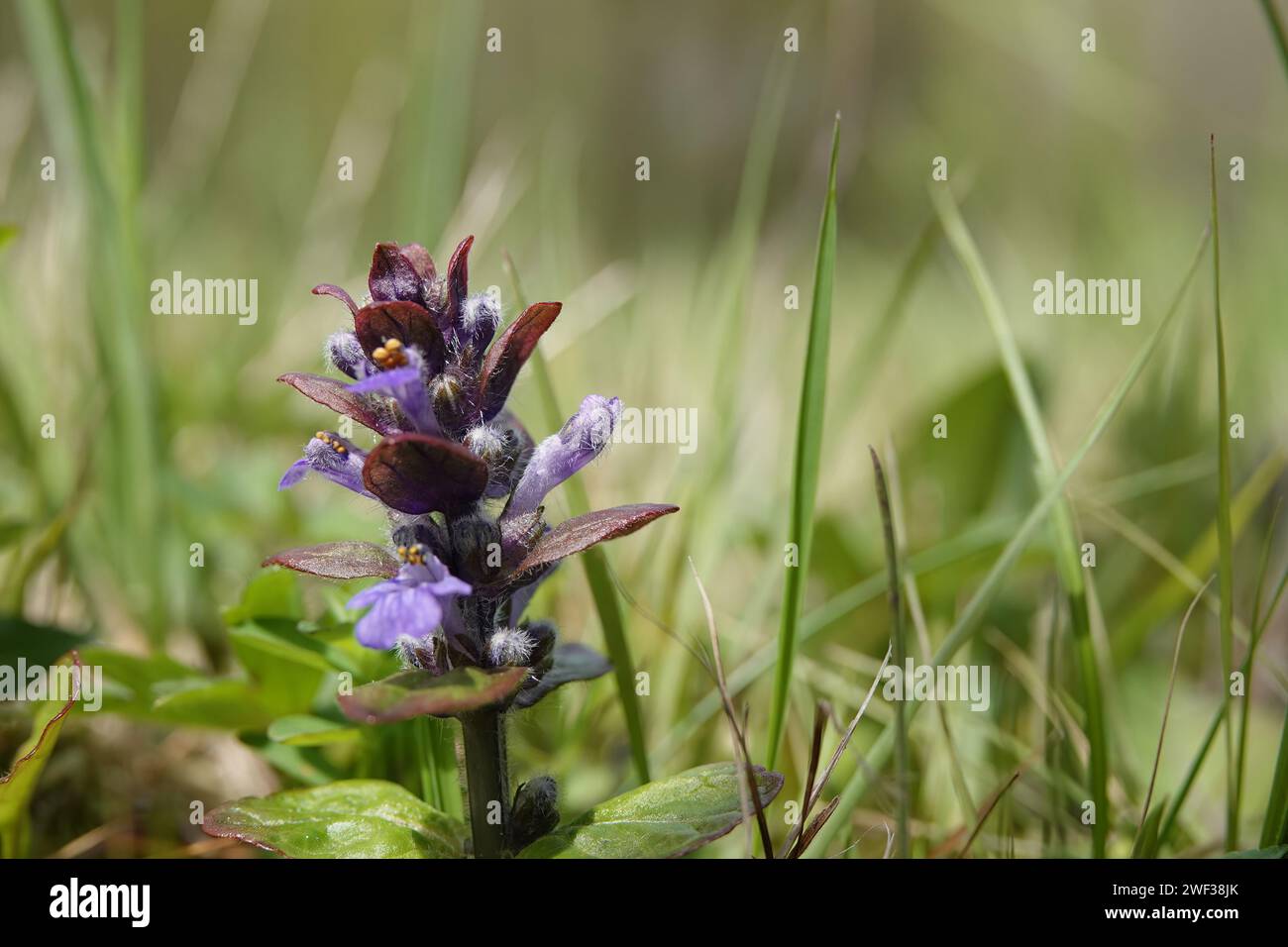 Ajuga reptans bugle medicinal plant hi-res stock photography and images - Alamy