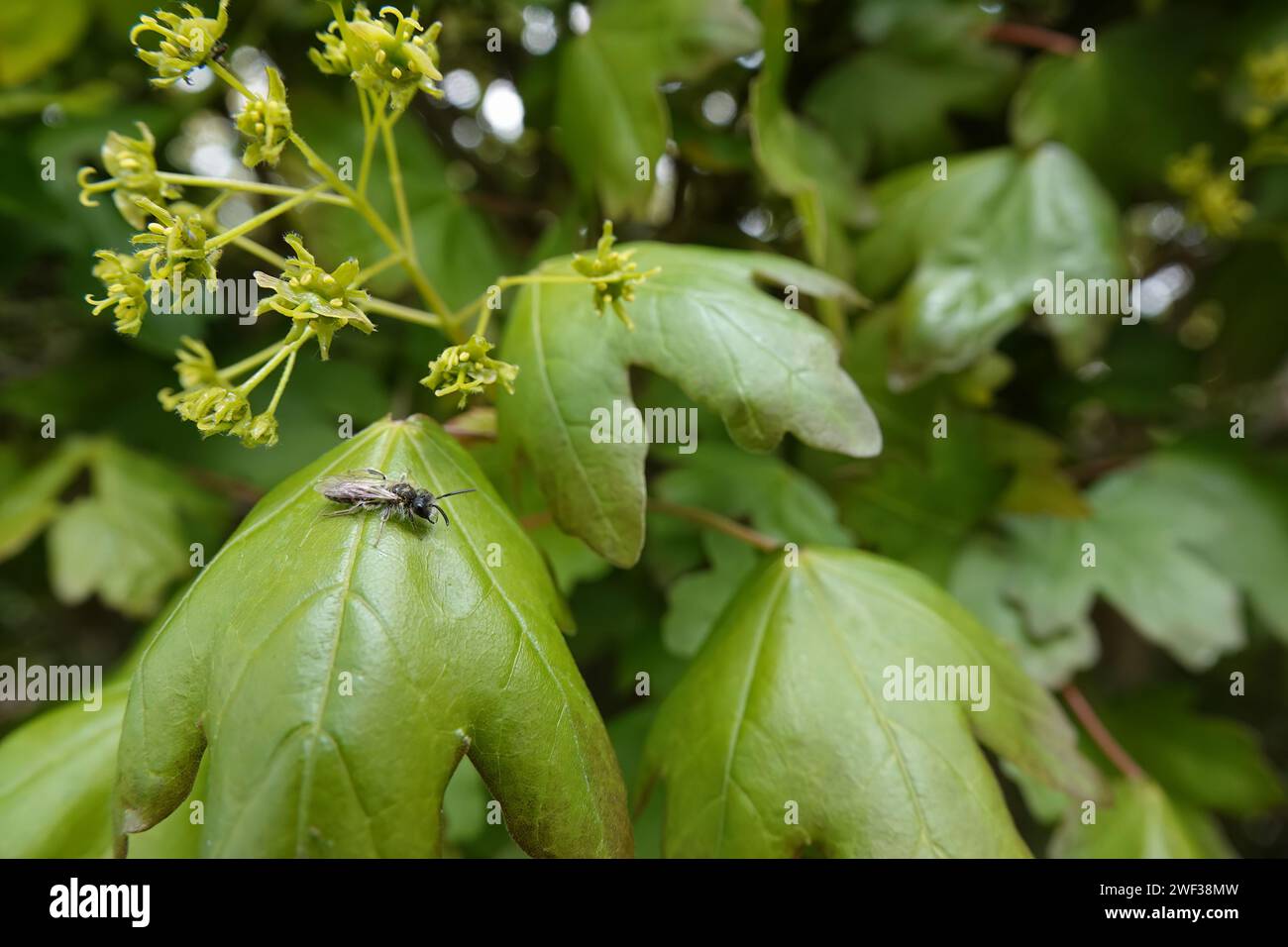 Natural closeup on a cute male red bellied miner bee, Andrena ventralis ...