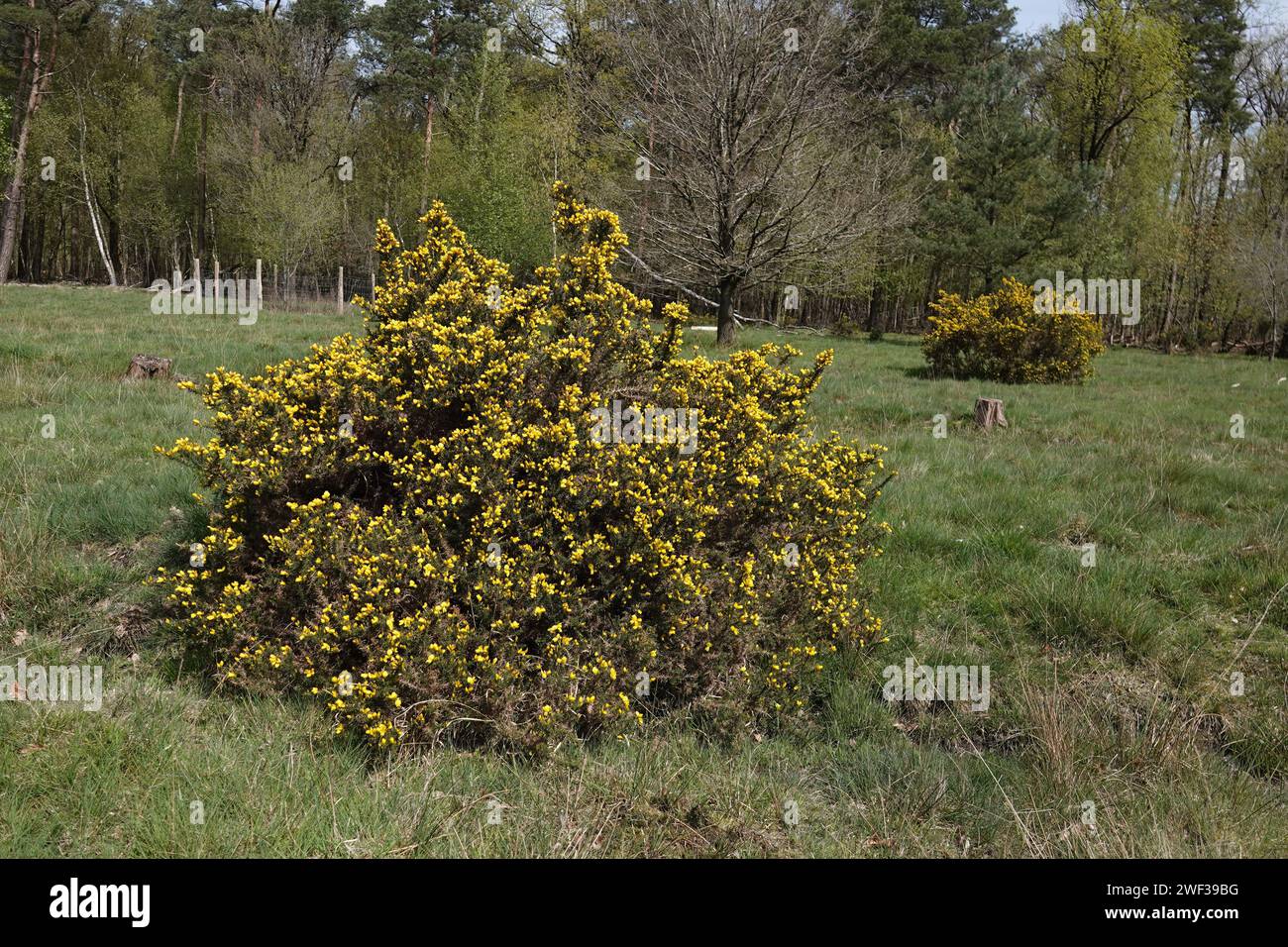 Natural vertical closeup on European Common gorse, Ulex europaeus, a ...