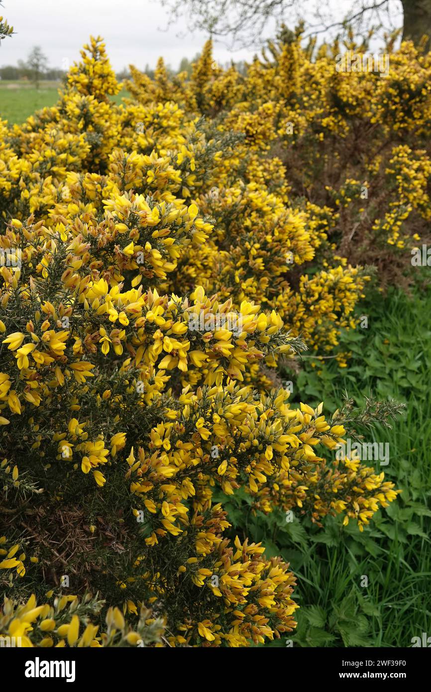 Natural vertical closeup on European Common gorse, Ulex europaeus, a ...