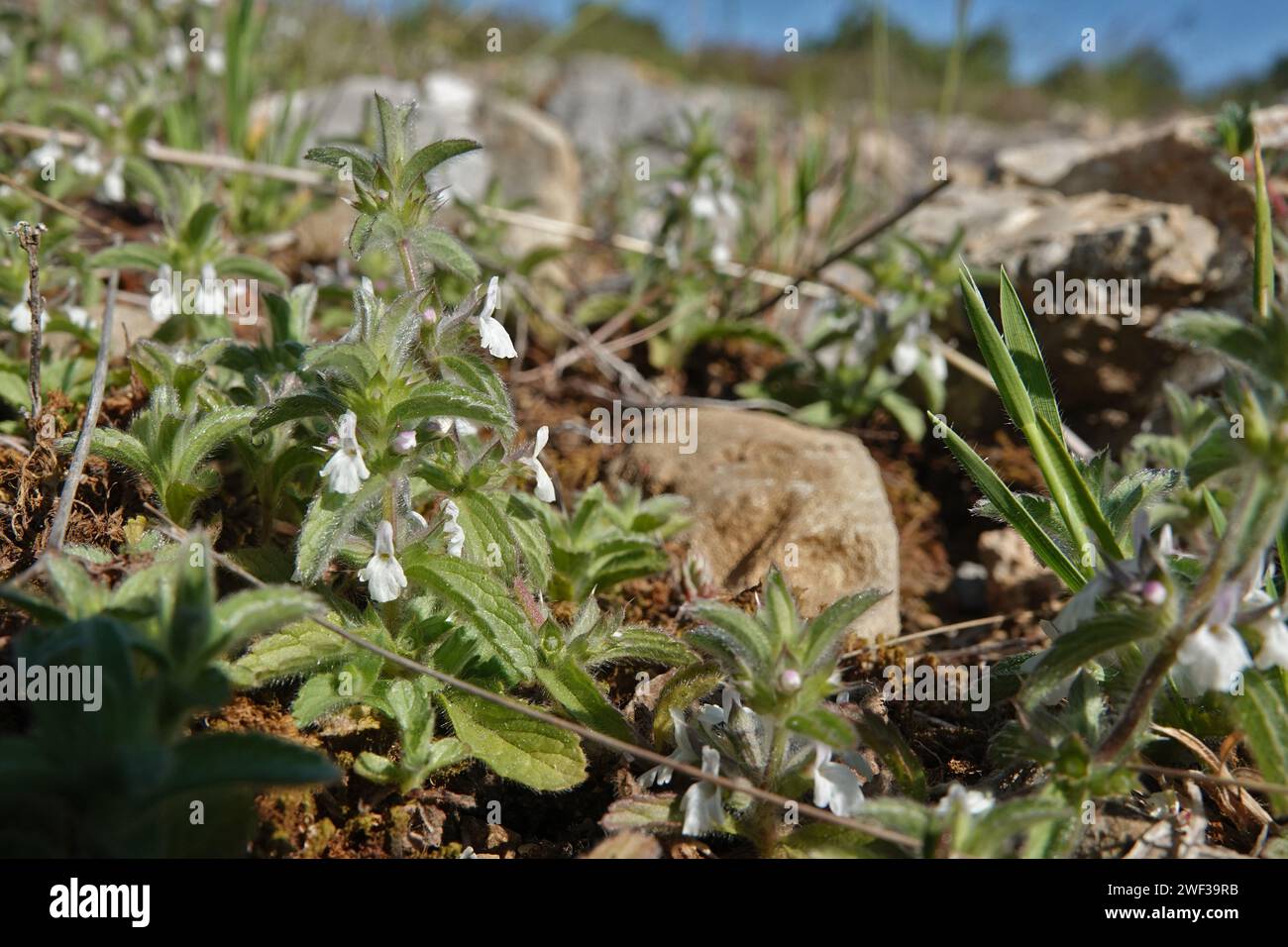 Simplebeak hi-res stock photography and images - Alamy