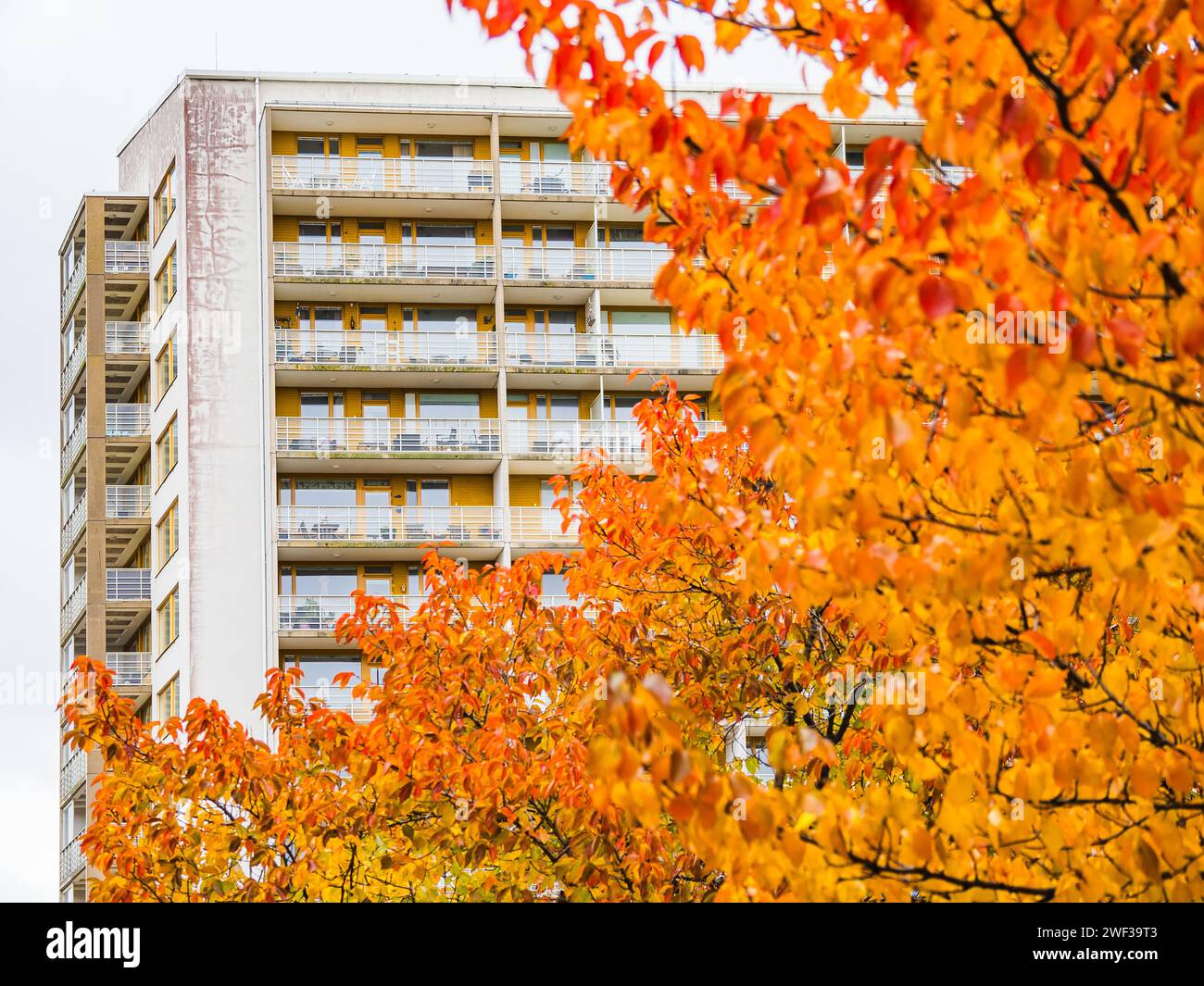 The vibrant, orange leaves of autumn partially obscure the view of a ...