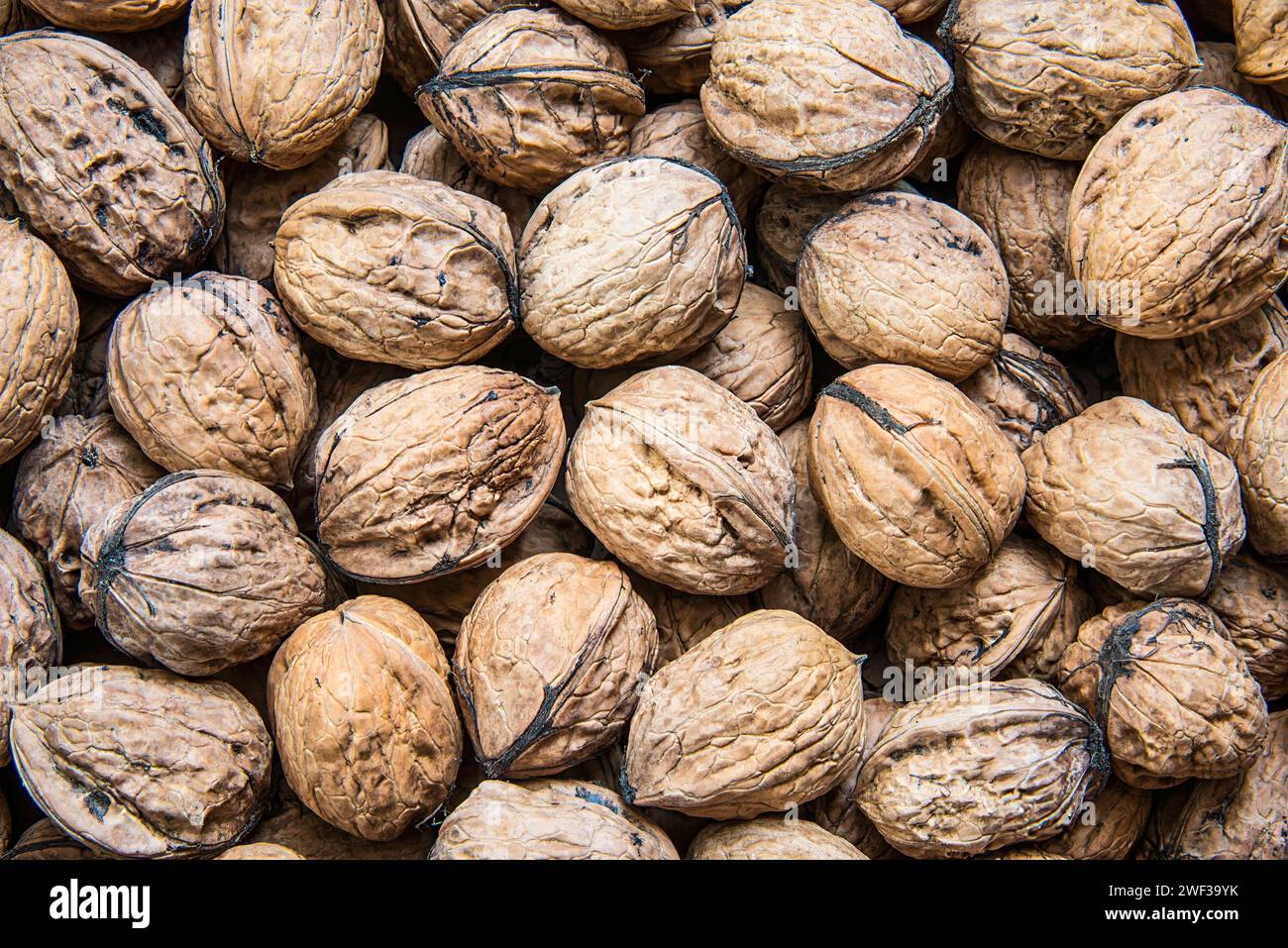 Close-up of a pile of freshly harvested walnuts, the fruit of the ...