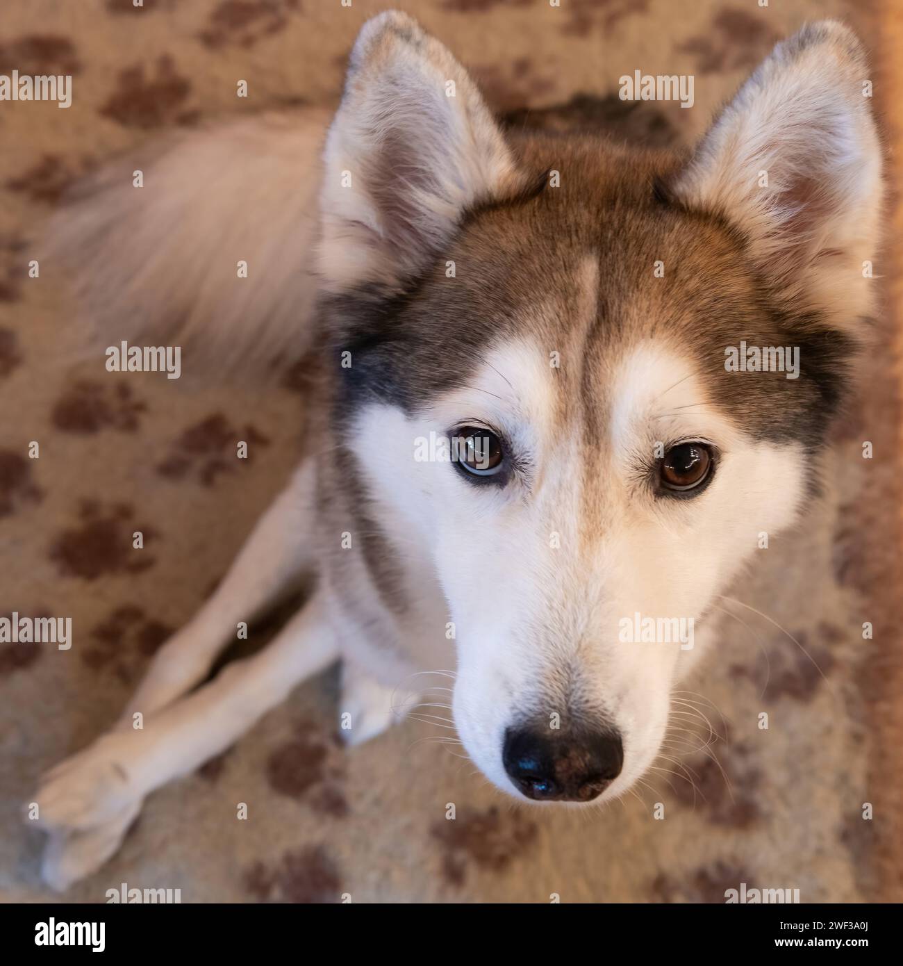 Mobility handycap hi-res stock photography and images - Alamy