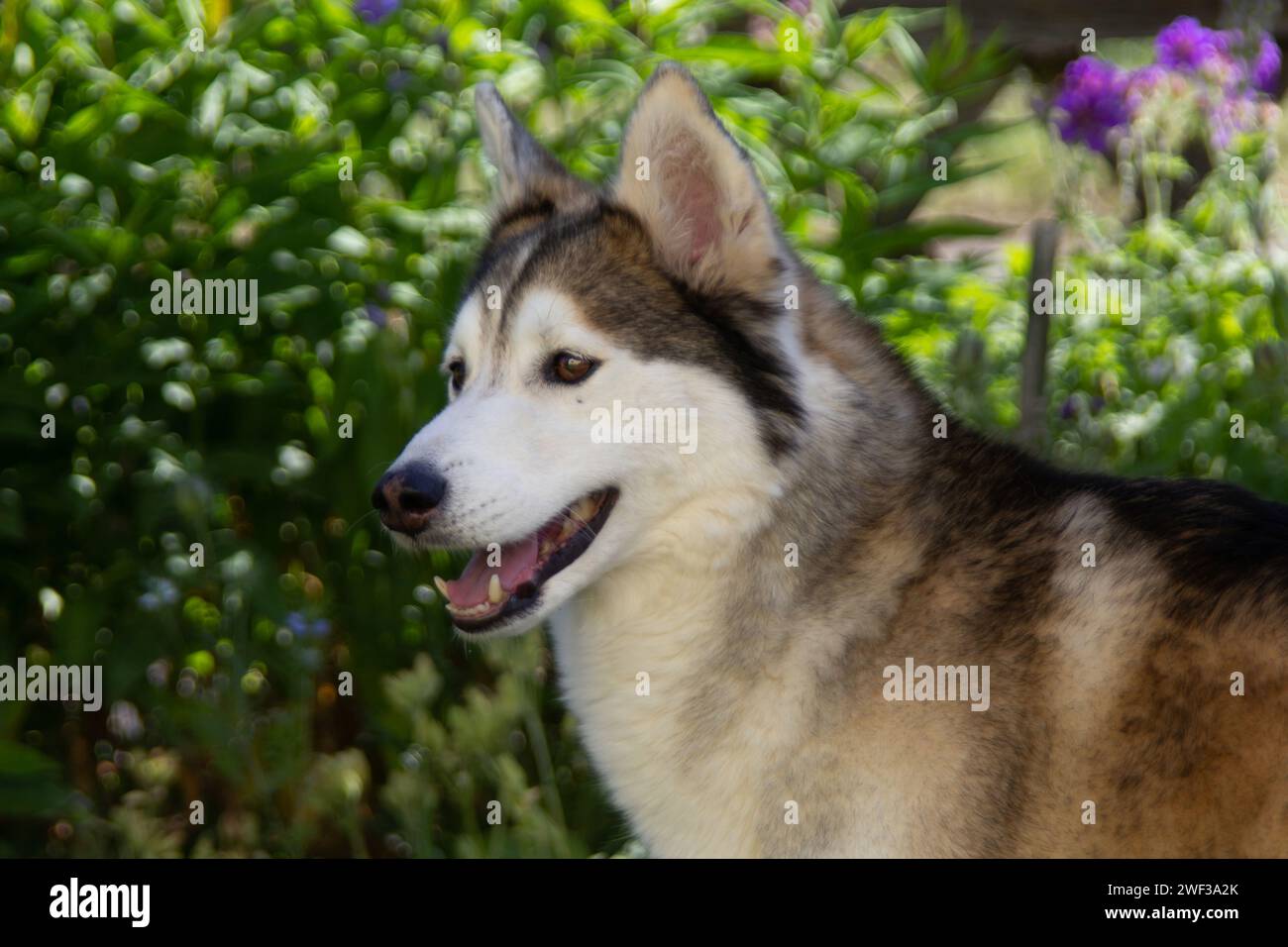 Hund husky hi-res stock photography and images - Alamy