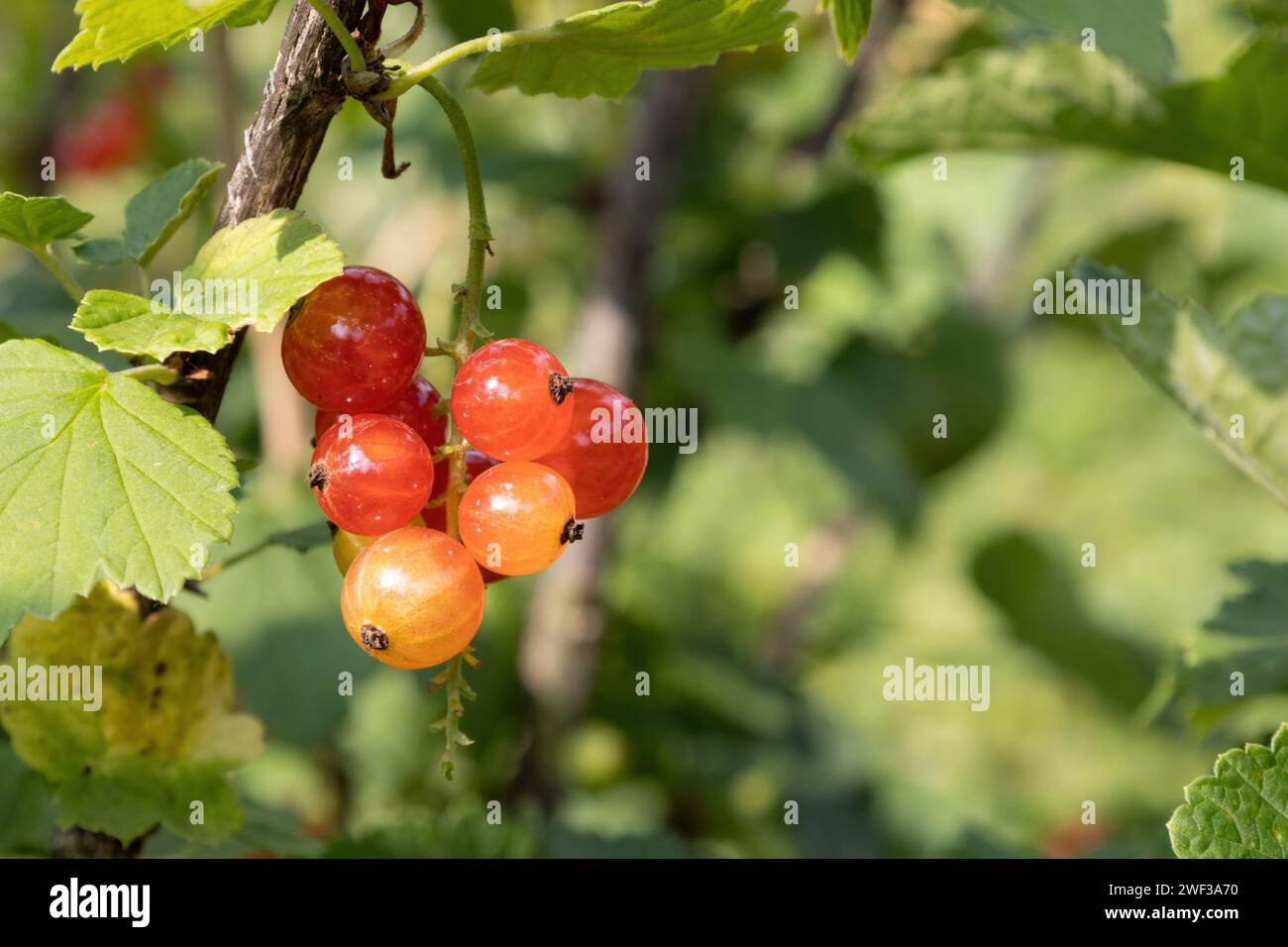 Rote plantae hi-res stock photography and images - Alamy