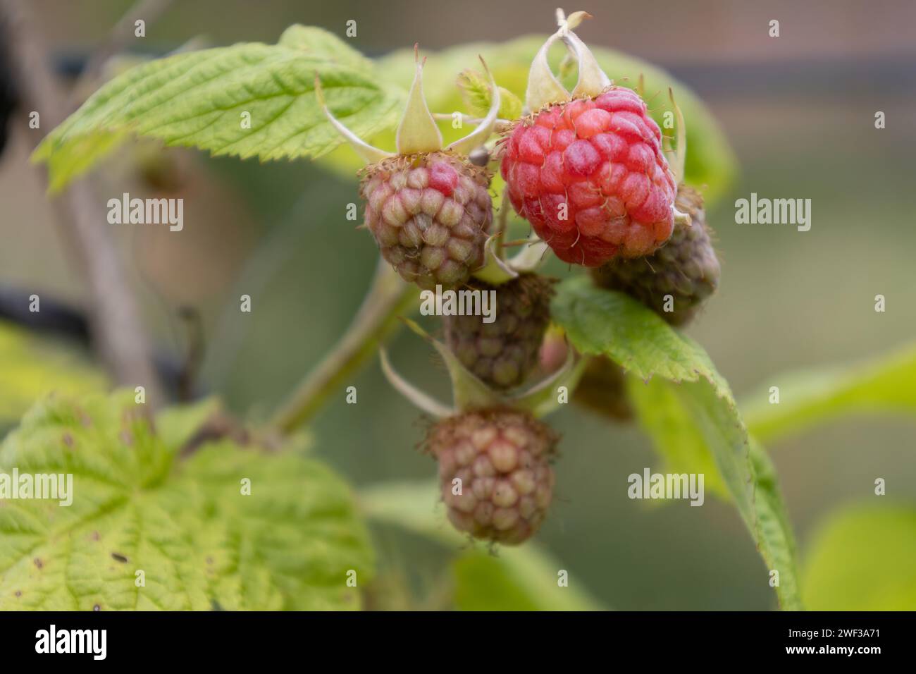 Rubus idaeus raspberries on plant hi-res stock photography and images ...