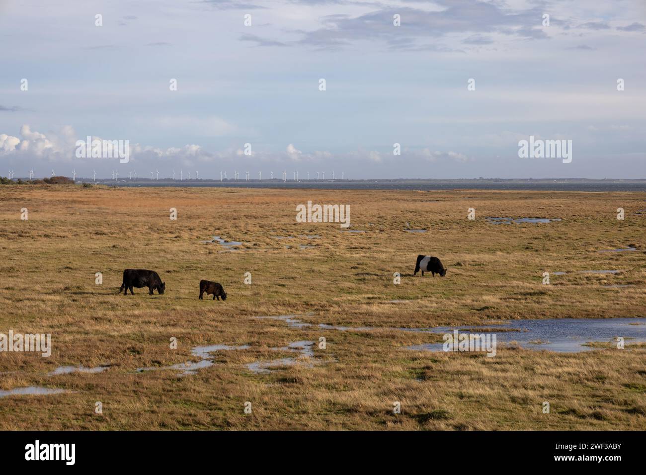 Marsh cattle hi-res stock photography and images - Alamy
