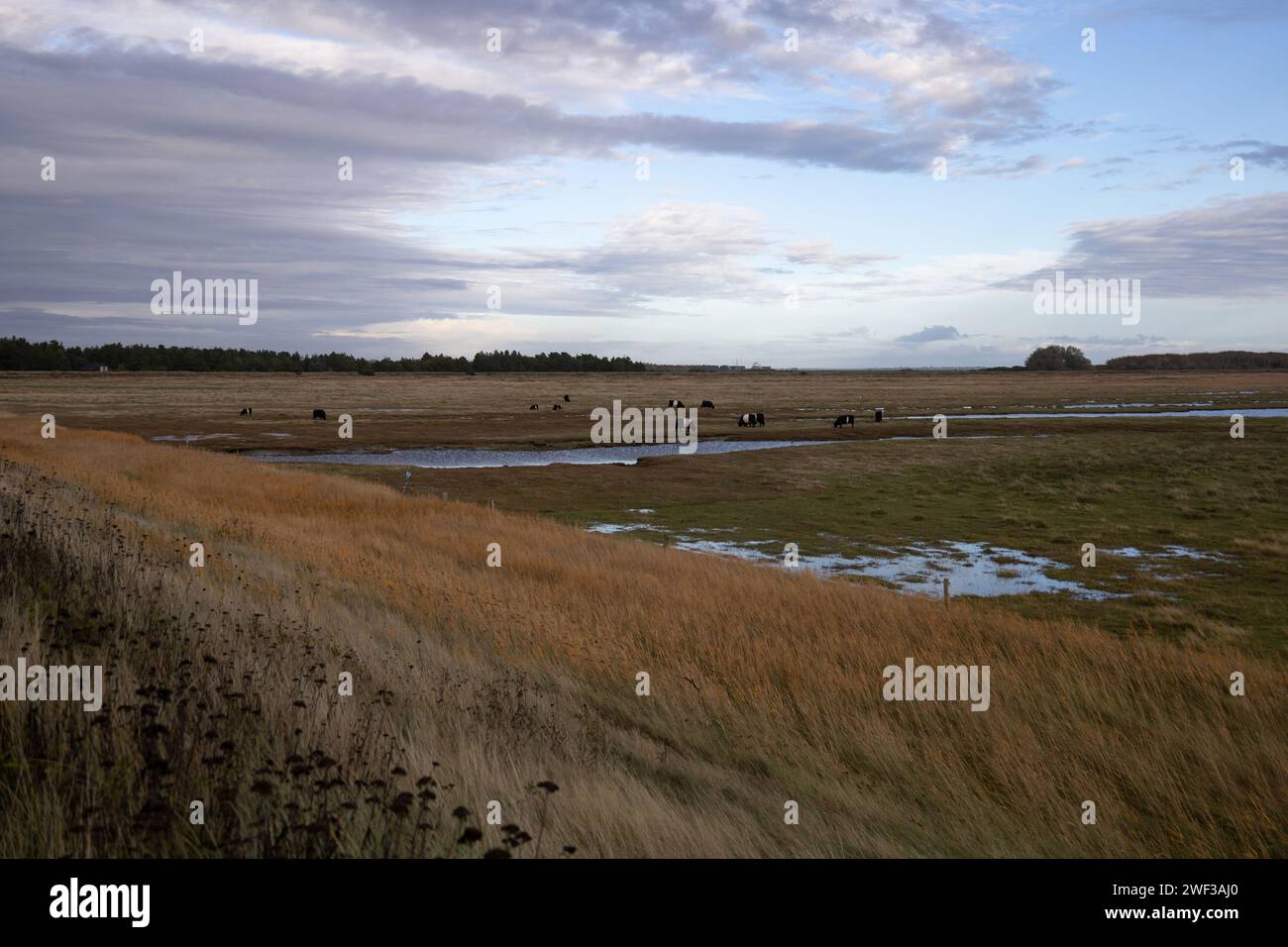 Marsh cattle hi-res stock photography and images - Alamy