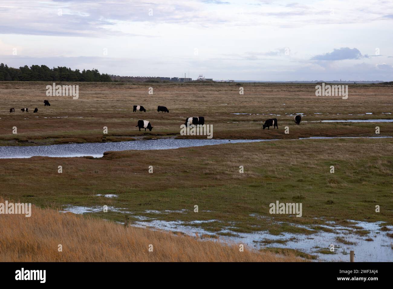 Marsh cattle hi-res stock photography and images - Alamy