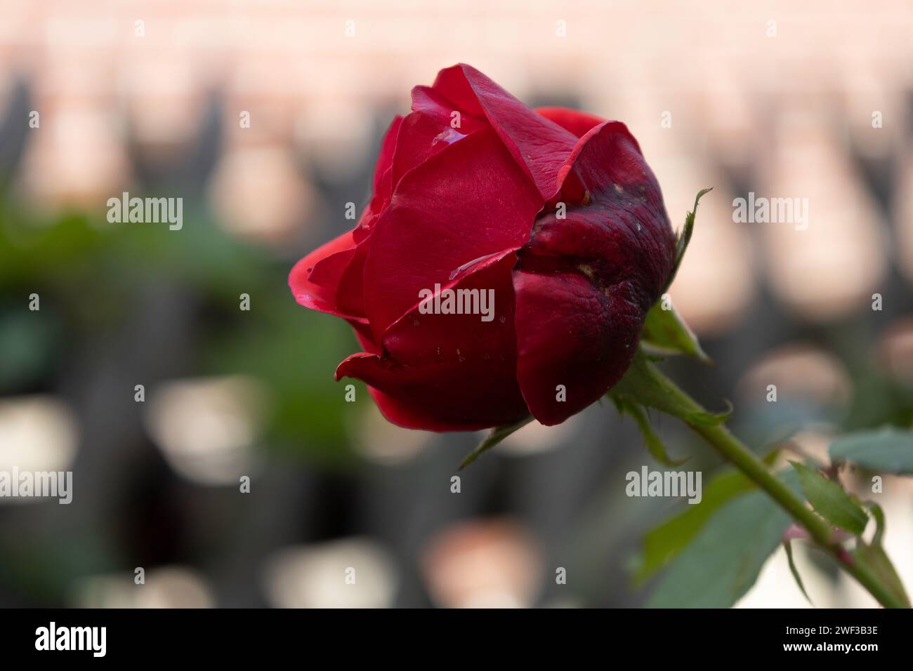 Rose rot hi-res stock photography and images - Alamy