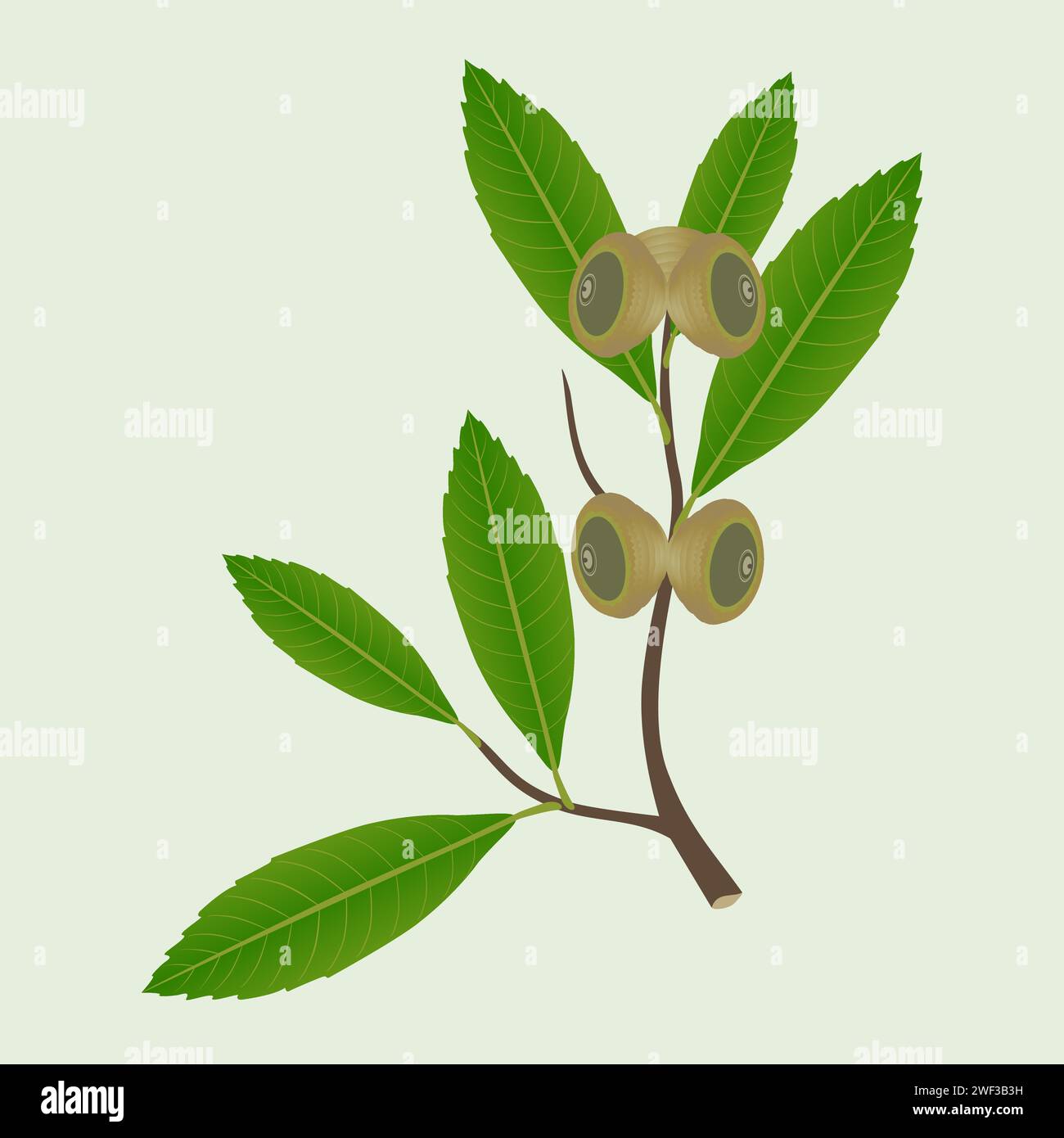 Cork oak quercus suber forest Stock Vector Images - Alamy