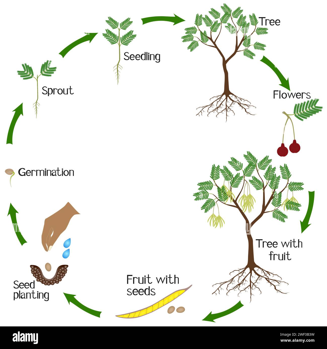 A growth cycle of parkia biglobosa mimosaceae tree on a white ...