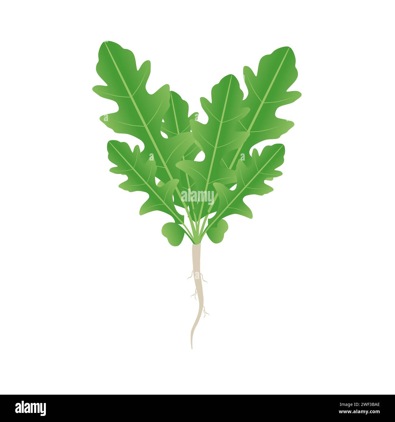 Arugula plant with roots and leaves on a white background Stock Vector ...