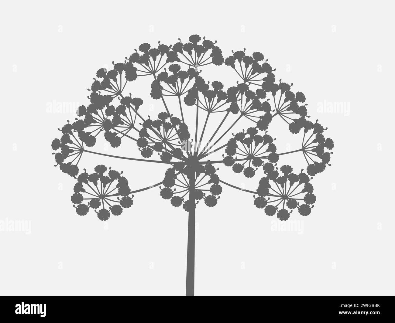 Dill inflorescence on a gray background, design element Stock Vector ...