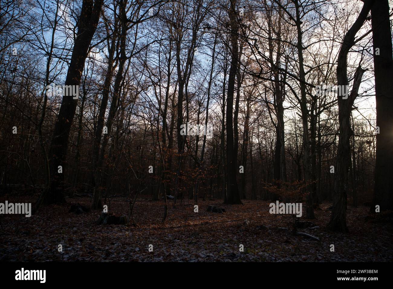 Forest forst hi-res stock photography and images - Alamy