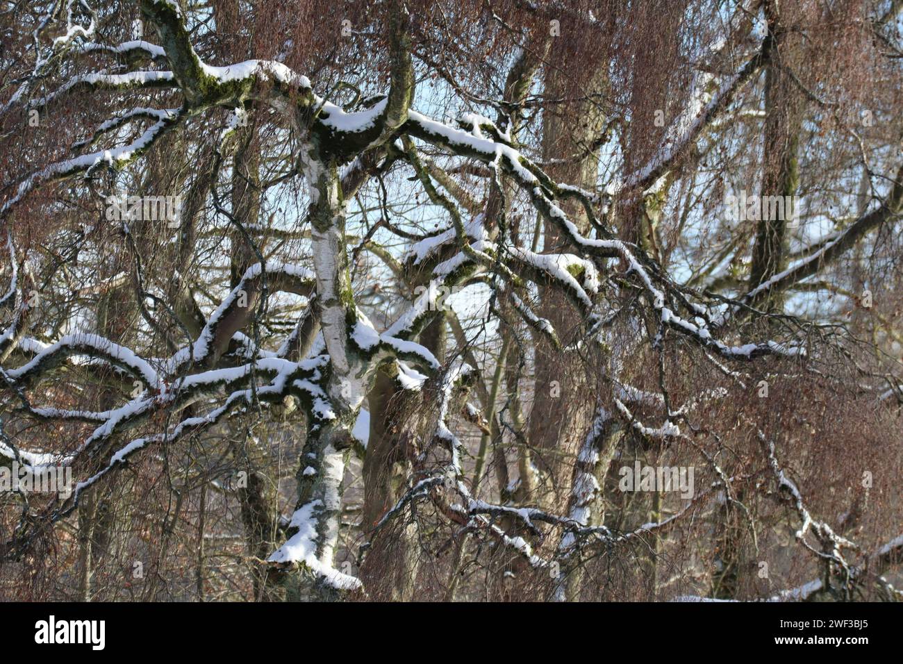 Extraordinary trees hi-res stock photography and images - Alamy