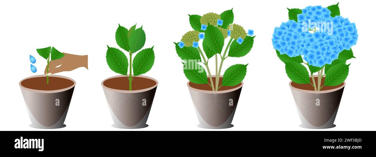 Growth cycle of a potted blue hydrangea on a white background Stock ...