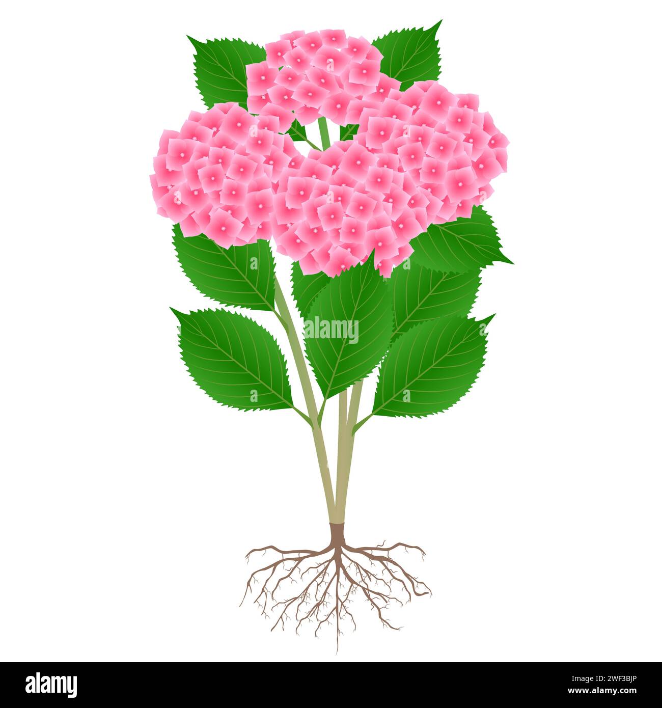 Green hydrangea leaf on Stock Vector Images - Alamy