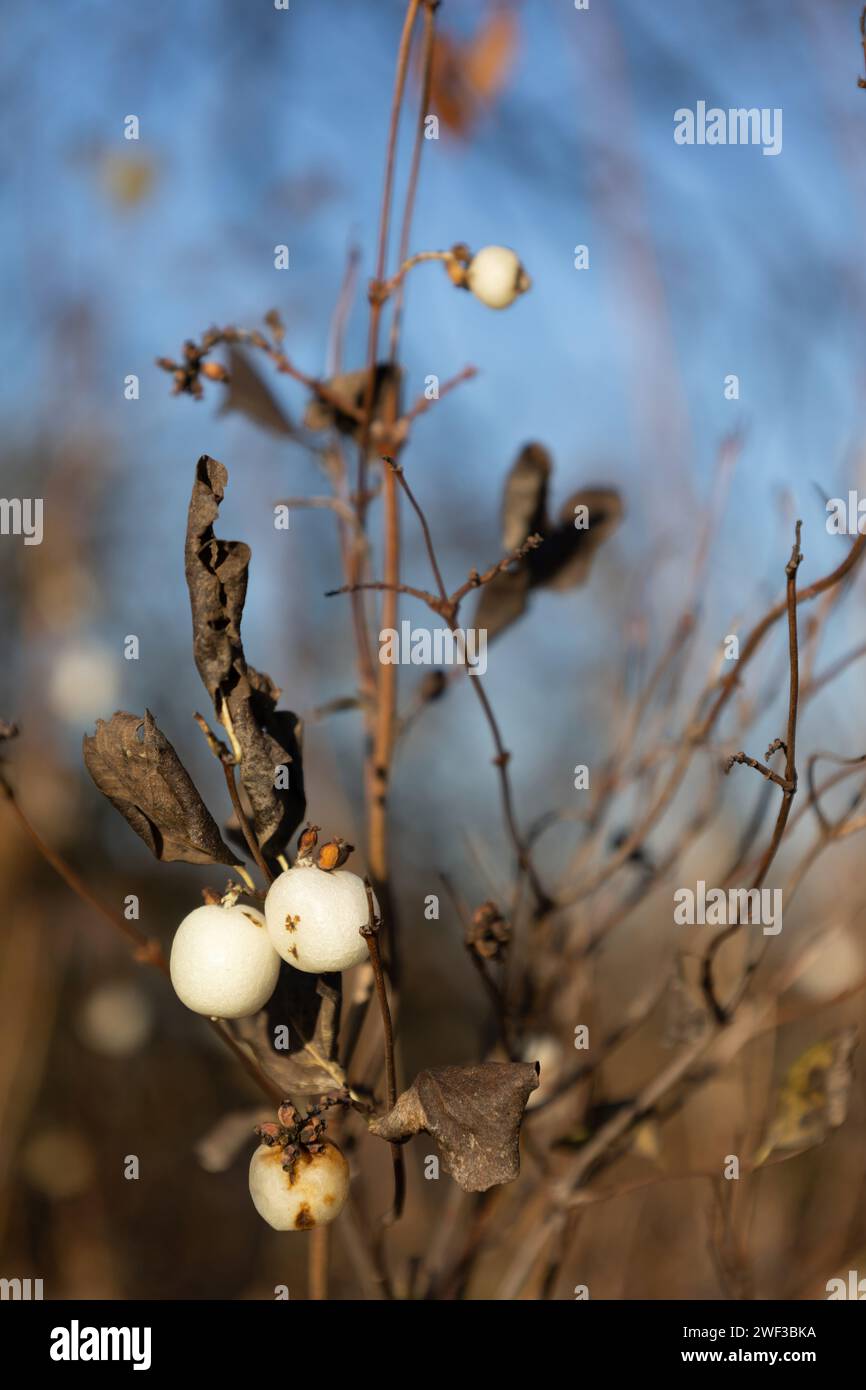 Common snowberries hi-res stock photography and images - Alamy