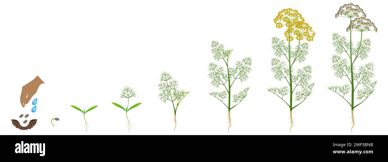 Cycle of growth of dill plant isolated on a white background Stock ...