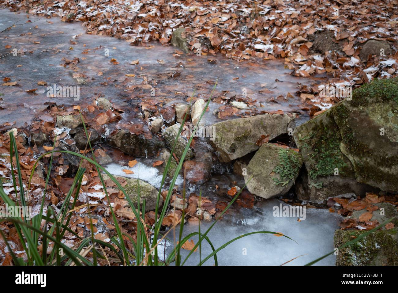 Forest rivulet hi-res stock photography and images - Alamy